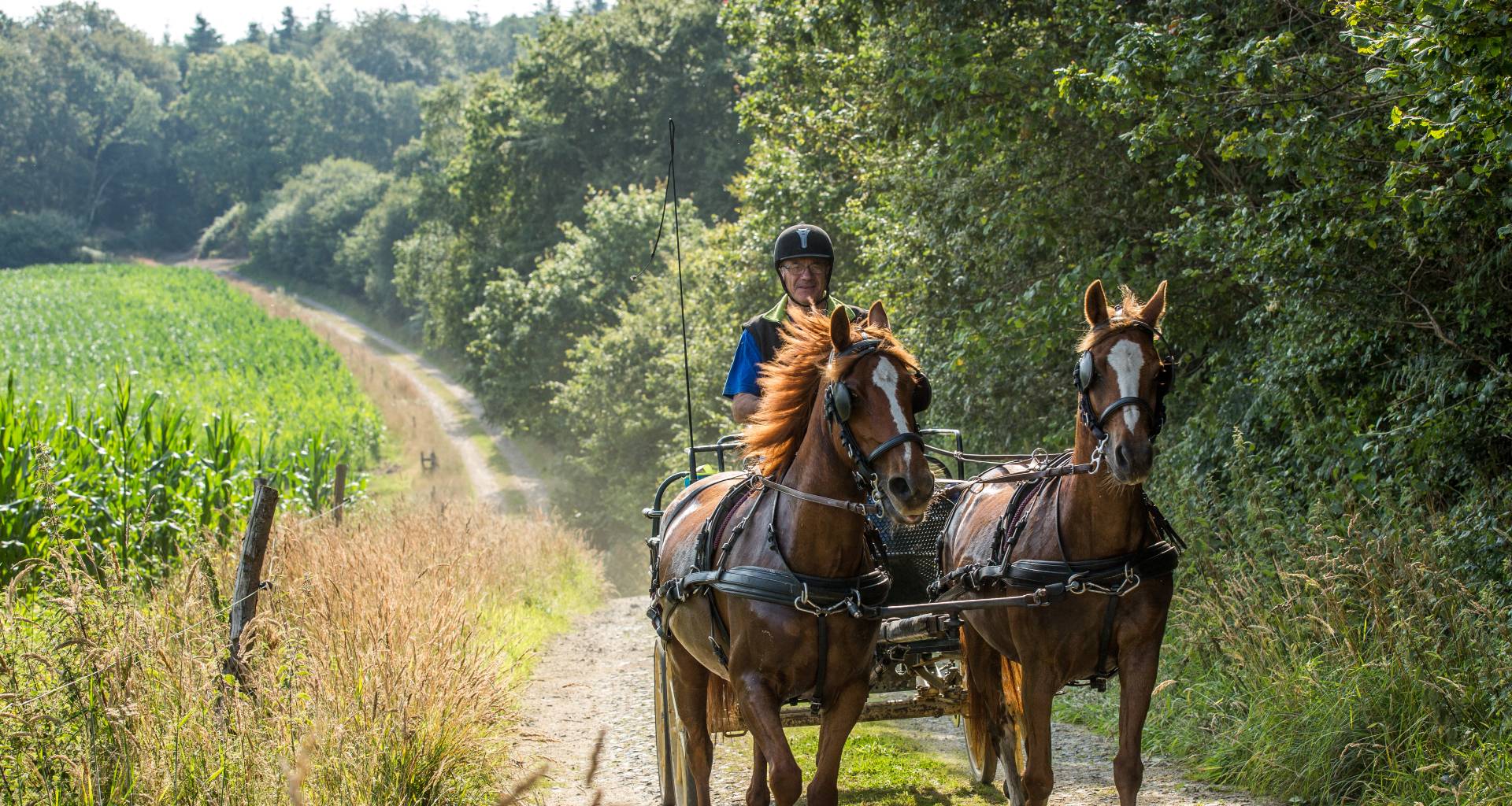 La randonnée en attelage - Cheval Nature