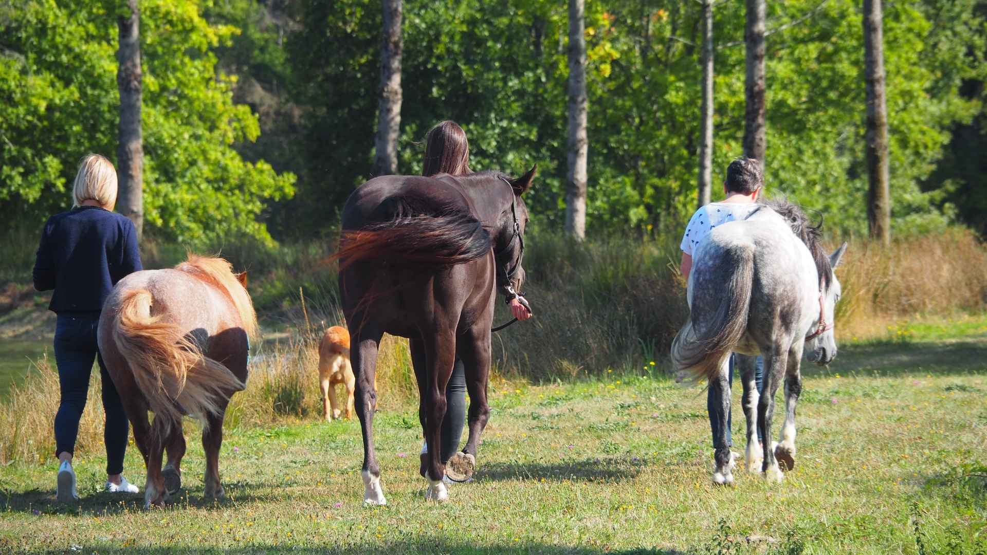 La randonnée équestre : une source de bien-être - Cheval Nature