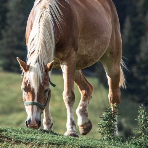 GeoCheval, l’idéale pour des aventures équestres inoubliables ...