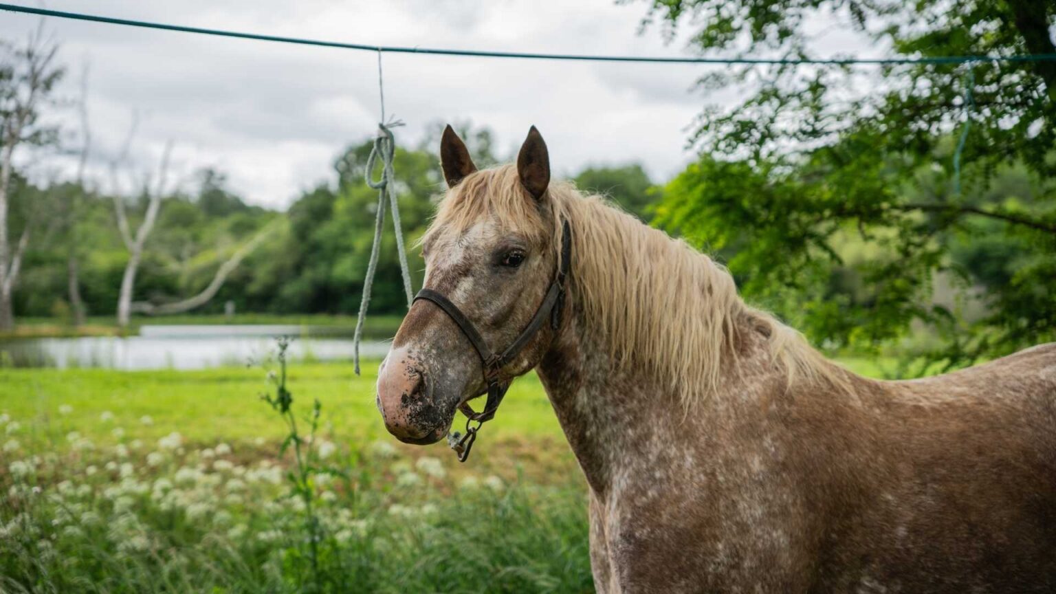 GeoCheval, l’idéale pour des aventures équestres inoubliables ...