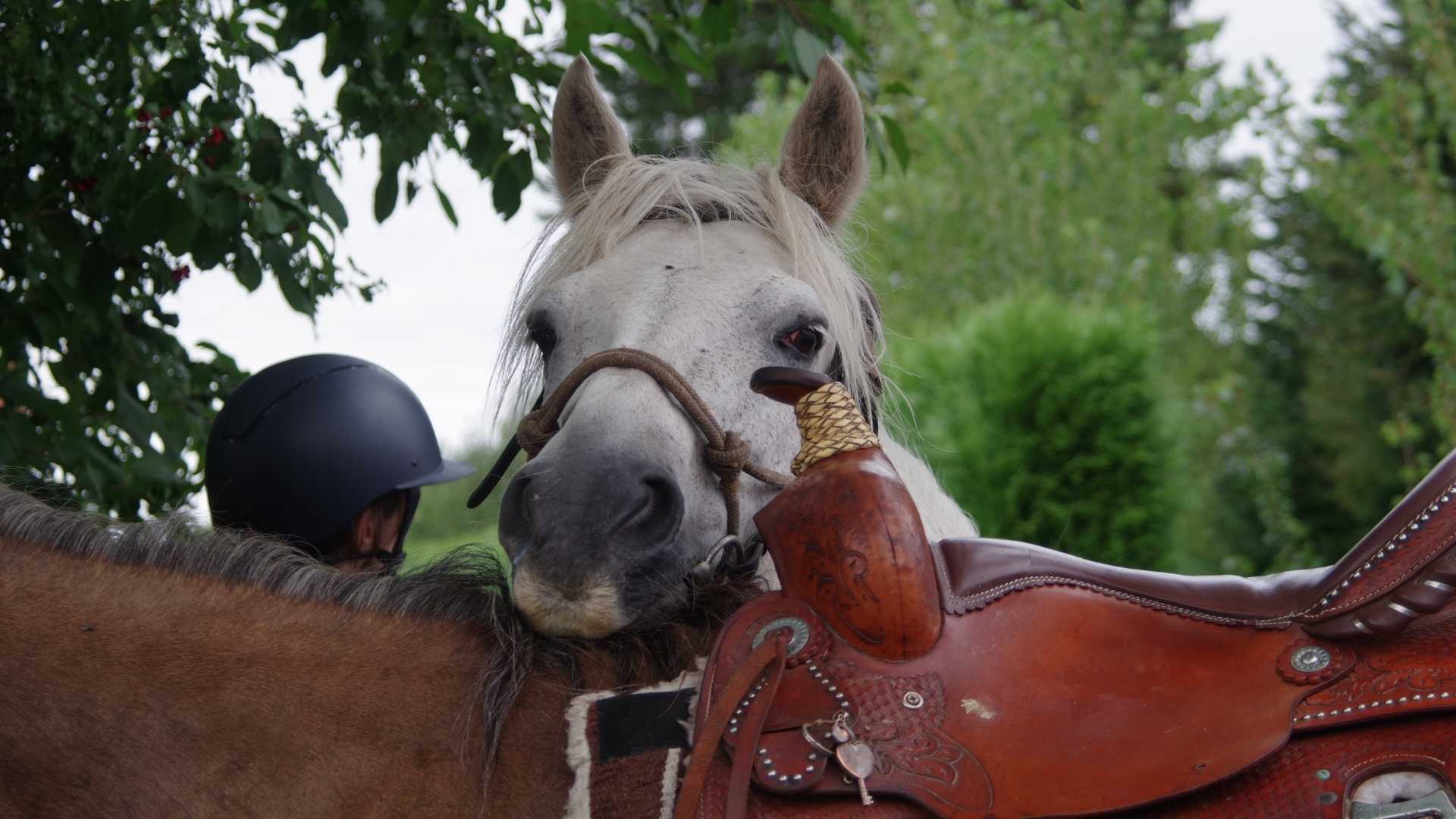 GeoCheval, l’idéale pour des aventures équestres inoubliables ...